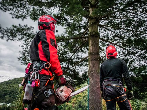 Tree Pruning in Ocala, Florida by Anderson Tree Care