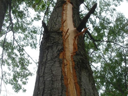 Lightning Protection Service - Anderson Tree Care - Ocala, Florida