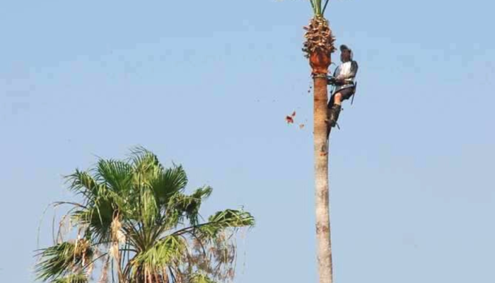 When to Trim a Palm Tree - Anderson Tree Care - Ocala, Florida
