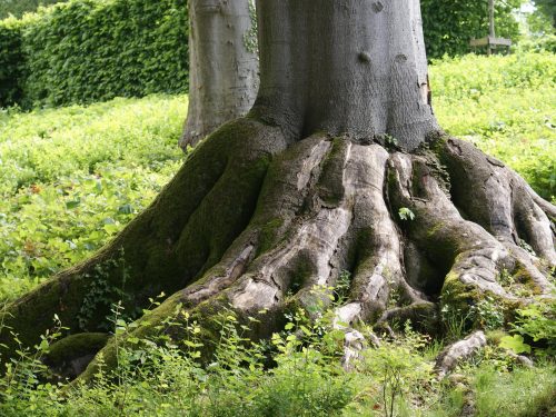 Soil & Root System Management - Ocala, Florida